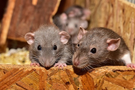 Most Common Rodents Found in Florida Homes | Venice Pest Control