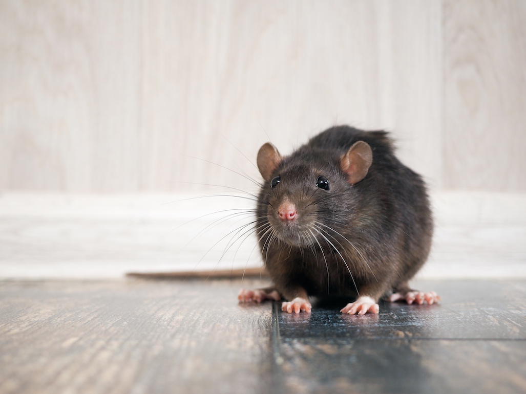 Should You Be More Worried About Rats or Cockroaches? | Venice Pest Control