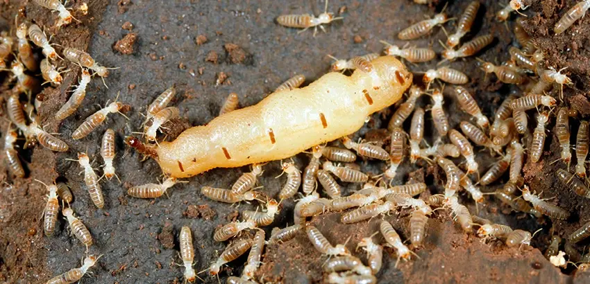 Termites Queen