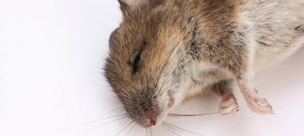 How to Find and Remove a Dead Mouse | Venice Pest Control