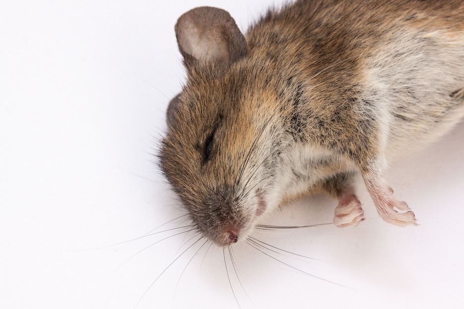 How to Find and Remove a Dead Mouse | Venice Pest Control