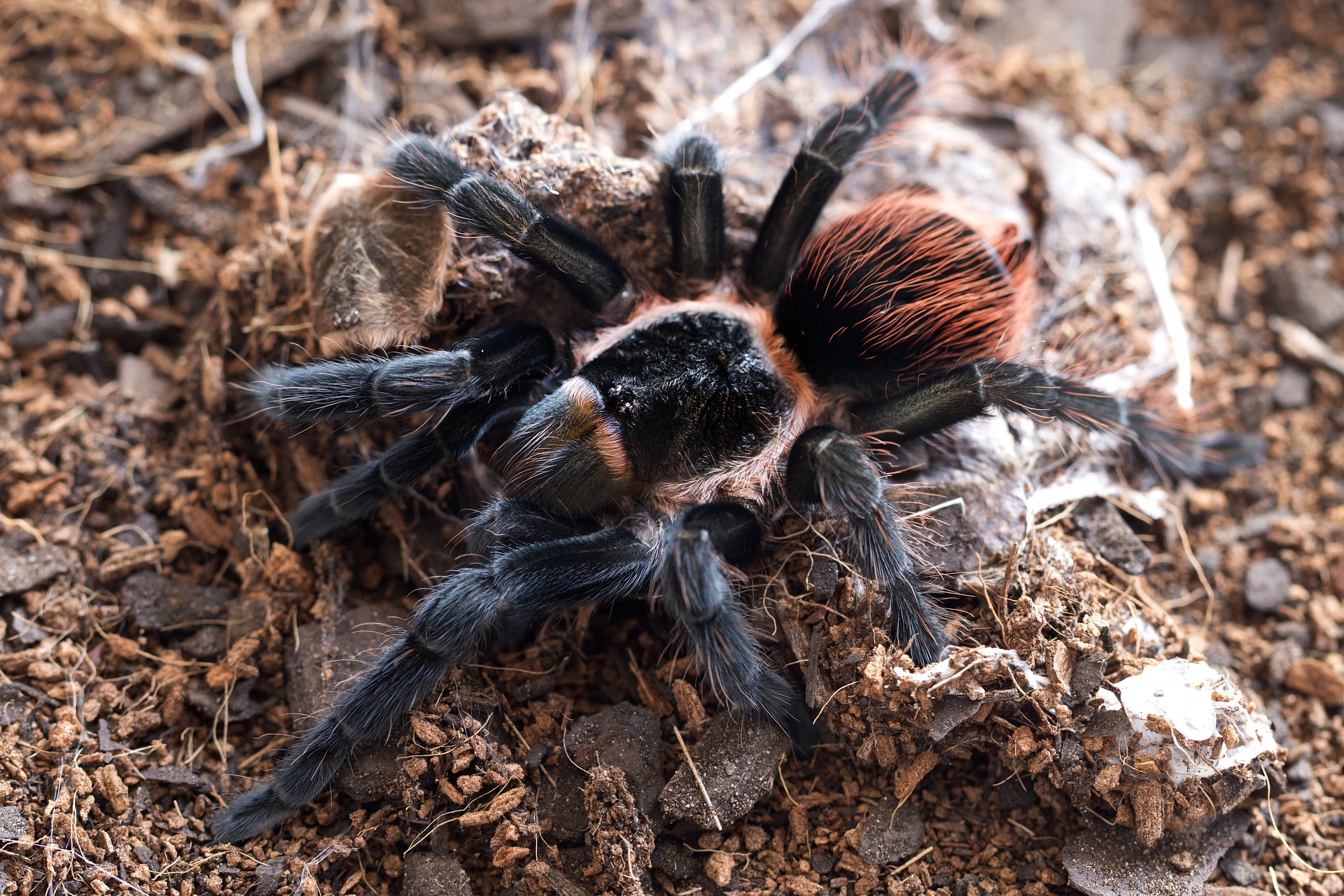 Florida's Red Rump Tarantula Demonstrates Need for Professional Spider ...