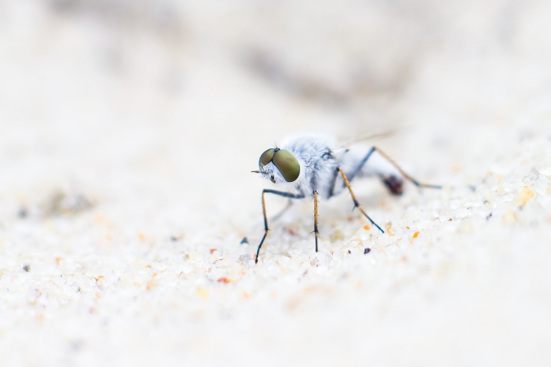Common Beach Insects | Venice Pest Control